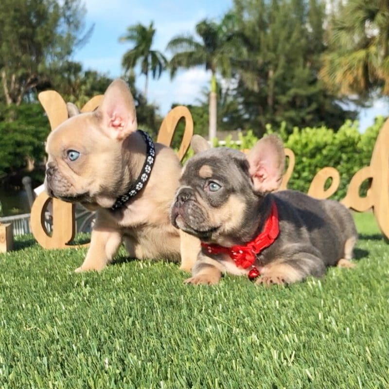 Frenchie Color Genetics - Tato's Frenchies | South Florida's Best ...