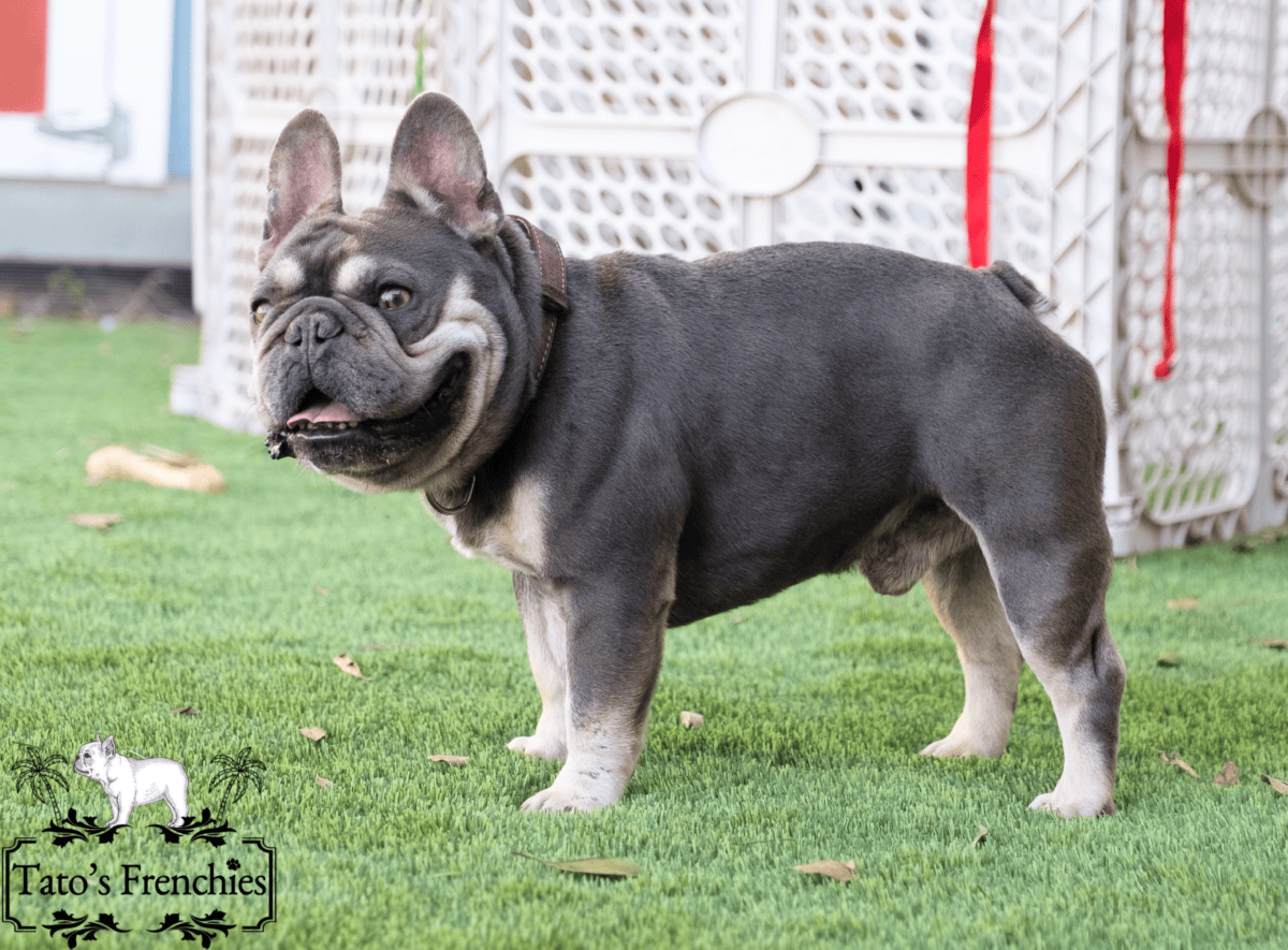 Frenchie Color Genetics - Tato's Frenchies | South Florida's Best ...