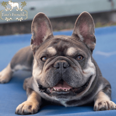 Frenchie Color Genetics - Tato's Frenchies | South Florida's Best ...