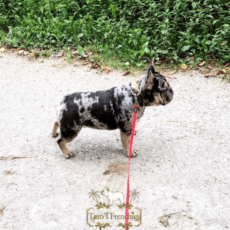 Frenchie Color Genetics - Tato's Frenchies | South Florida's Best ...