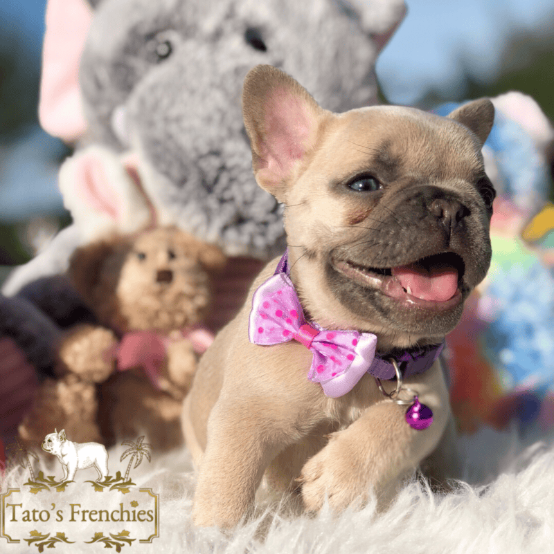 Frenchie Color Genetics - Tato's Frenchies | South Florida's Best ...