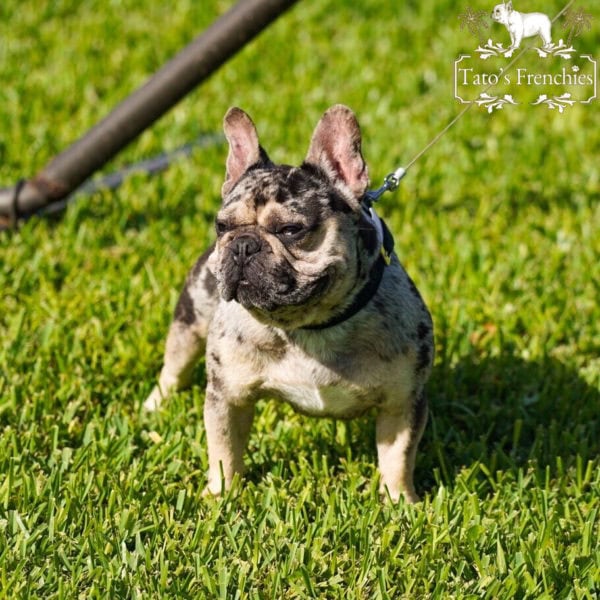 Frenchie Color Genetics - Tato's Frenchies | South Florida's Best ...