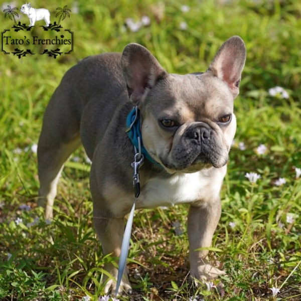 Frenchie Color Genetics - Tato's Frenchies | South Florida's Best ...