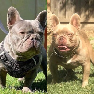 Frenchie Color Genetics - Tato's Frenchies | South Florida's Best ...