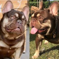 Frenchie Color Genetics - Tato's Frenchies | South Florida's Best ...