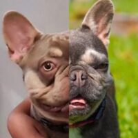 Frenchie Color Genetics - Tato's Frenchies | South Florida's Best ...