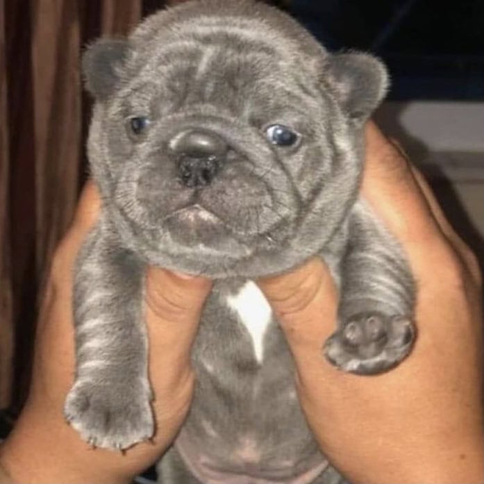 Frenchie Color Genetics - Tato's Frenchies | South Florida's Best ...